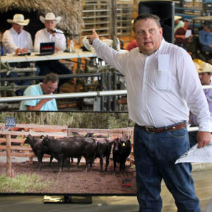 Cattle keepers buy, sell at Salacoa Seminole market • The Seminole Tribune