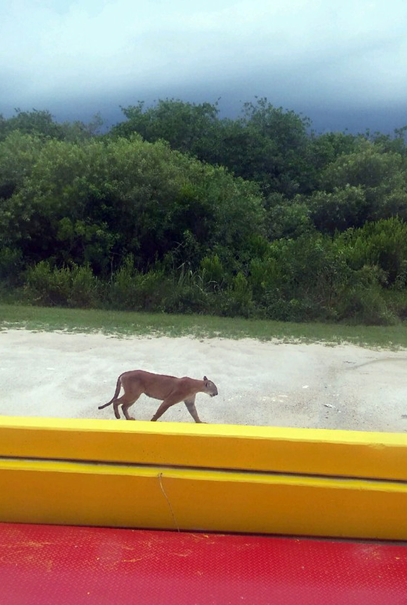 Panther sightings abound in BC • The Seminole Tribune