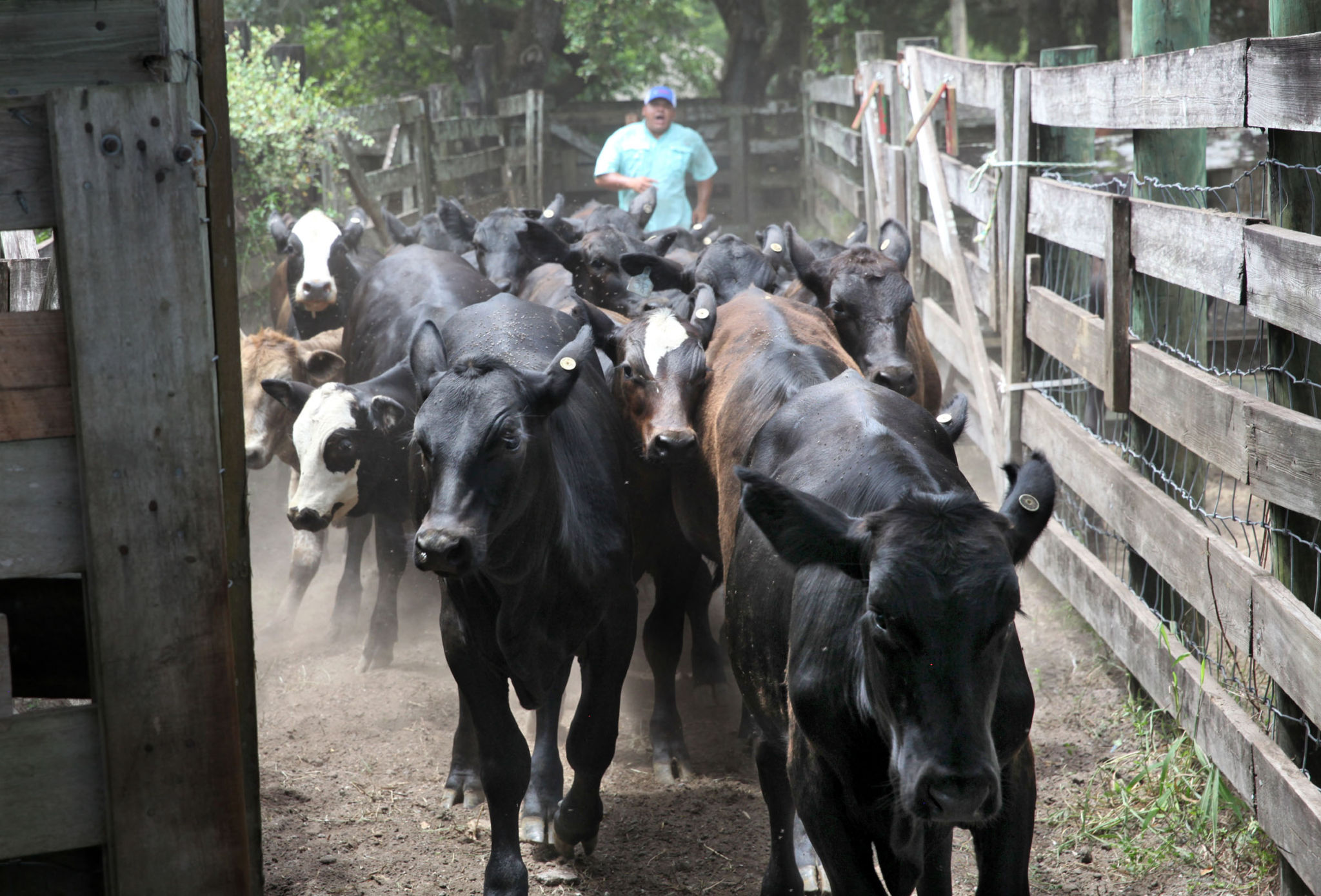 Cattle owners ship 4,000 calves in July • The Seminole Tribune