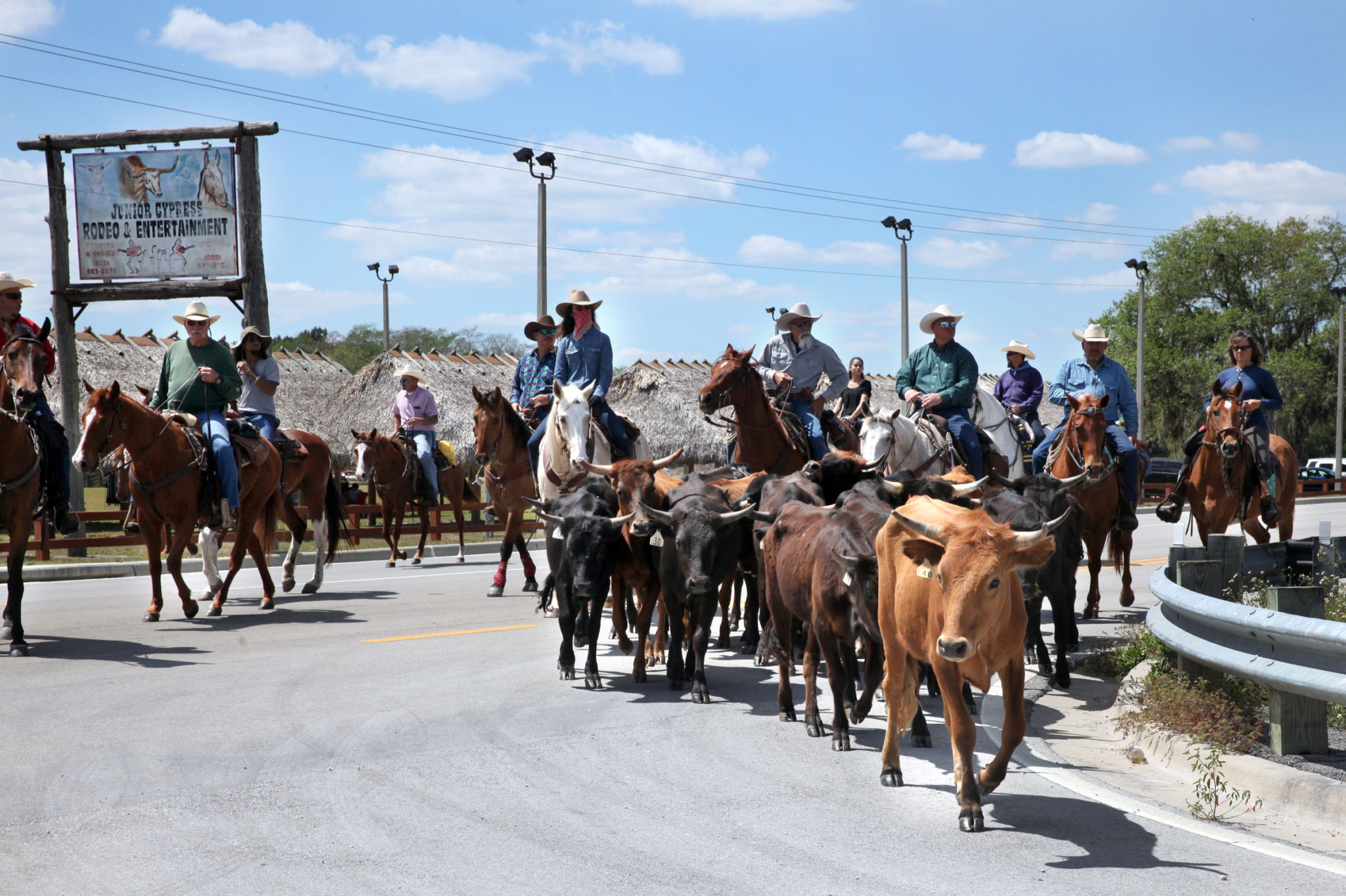 Cattle drive evokes fond memories of Morgan Smith • The Seminole Tribune