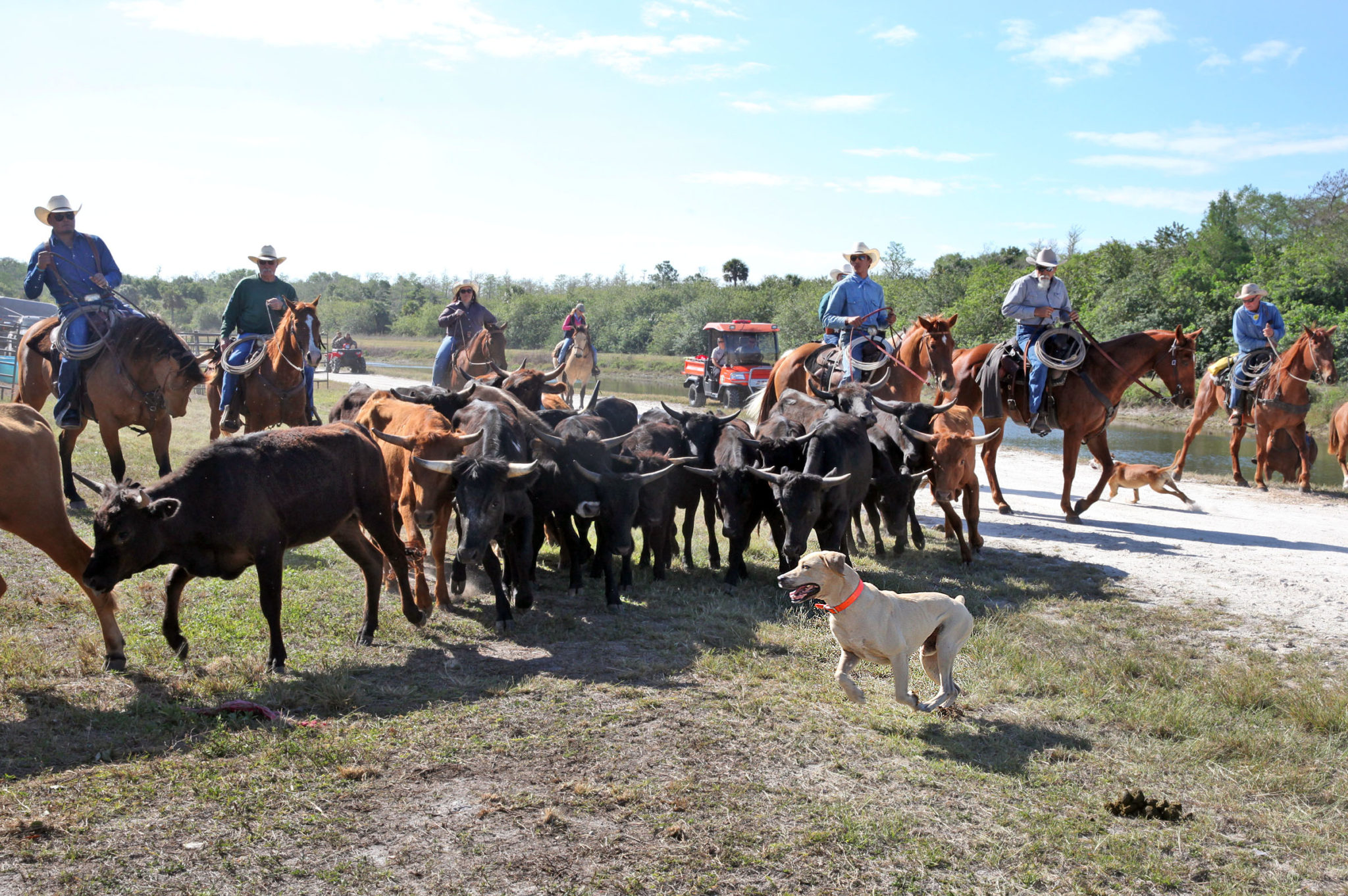 Cattle drive evokes fond memories of Morgan Smith • The Seminole Tribune