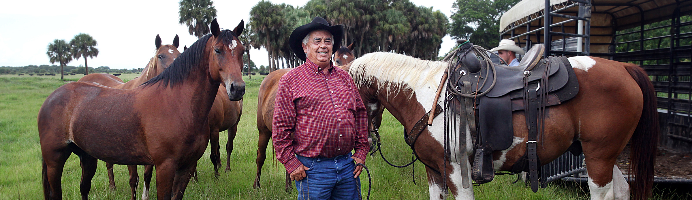 Thousands of Seminole calves shipped out • The Seminole Tribune