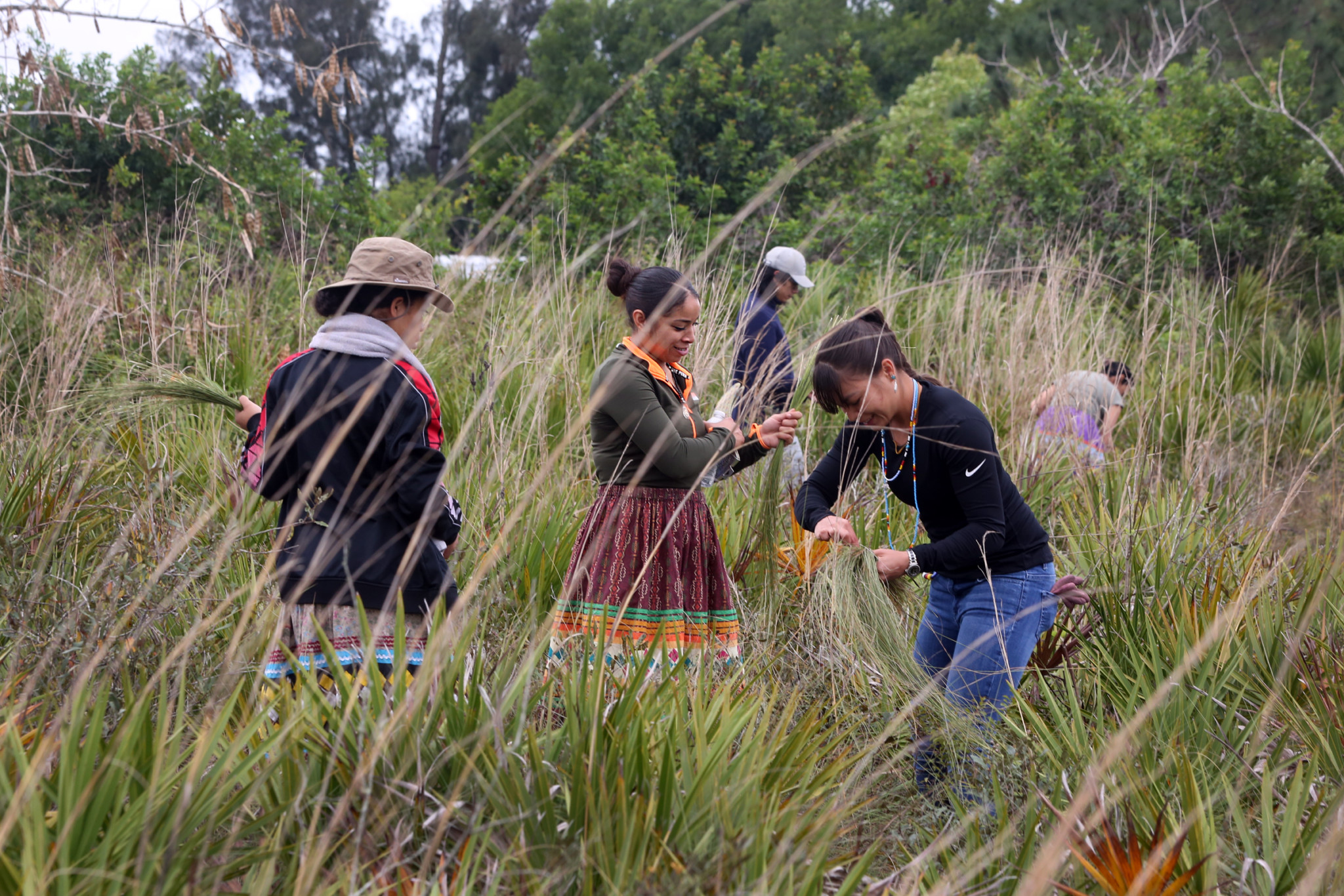 Sweet pickins for Immokalee sweetgrass • The Seminole Tribune