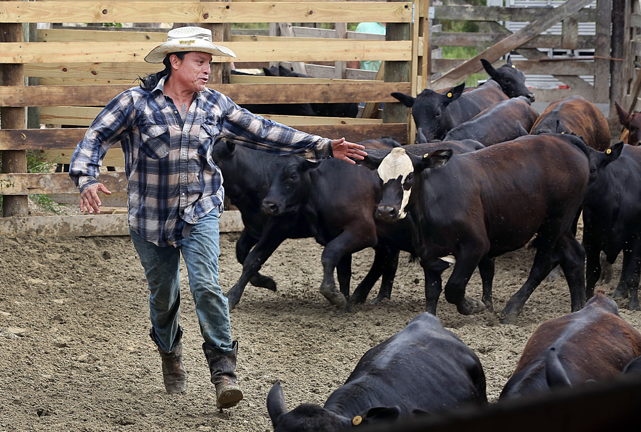 Thousands of calves, worth millions, shipped from Big Cypress, Brighton ...