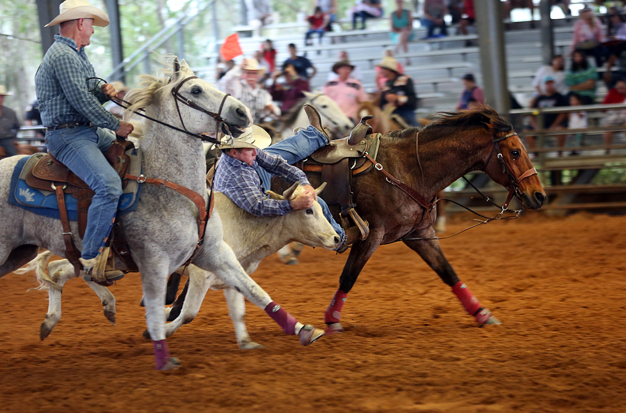 Thousands fill Brighton Field Day Festival • The Seminole Tribune