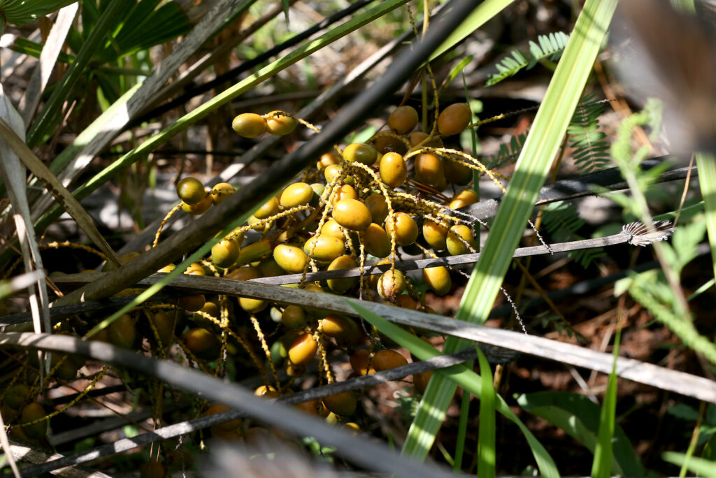 Tribal members’ hard work reaps benefits during saw palmetto berry ...