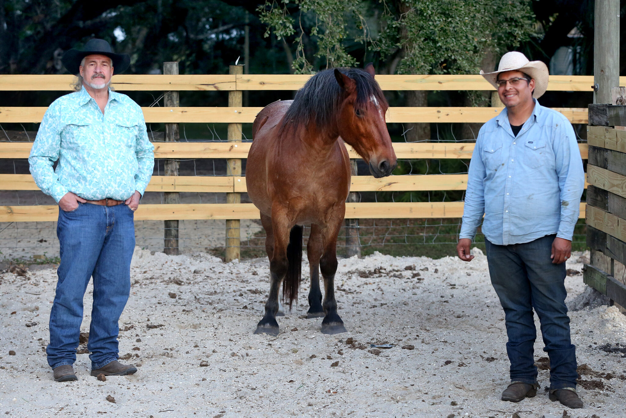 Brighton's bucking rodeo star: 5 Star's Archie shines at NFR • The ...