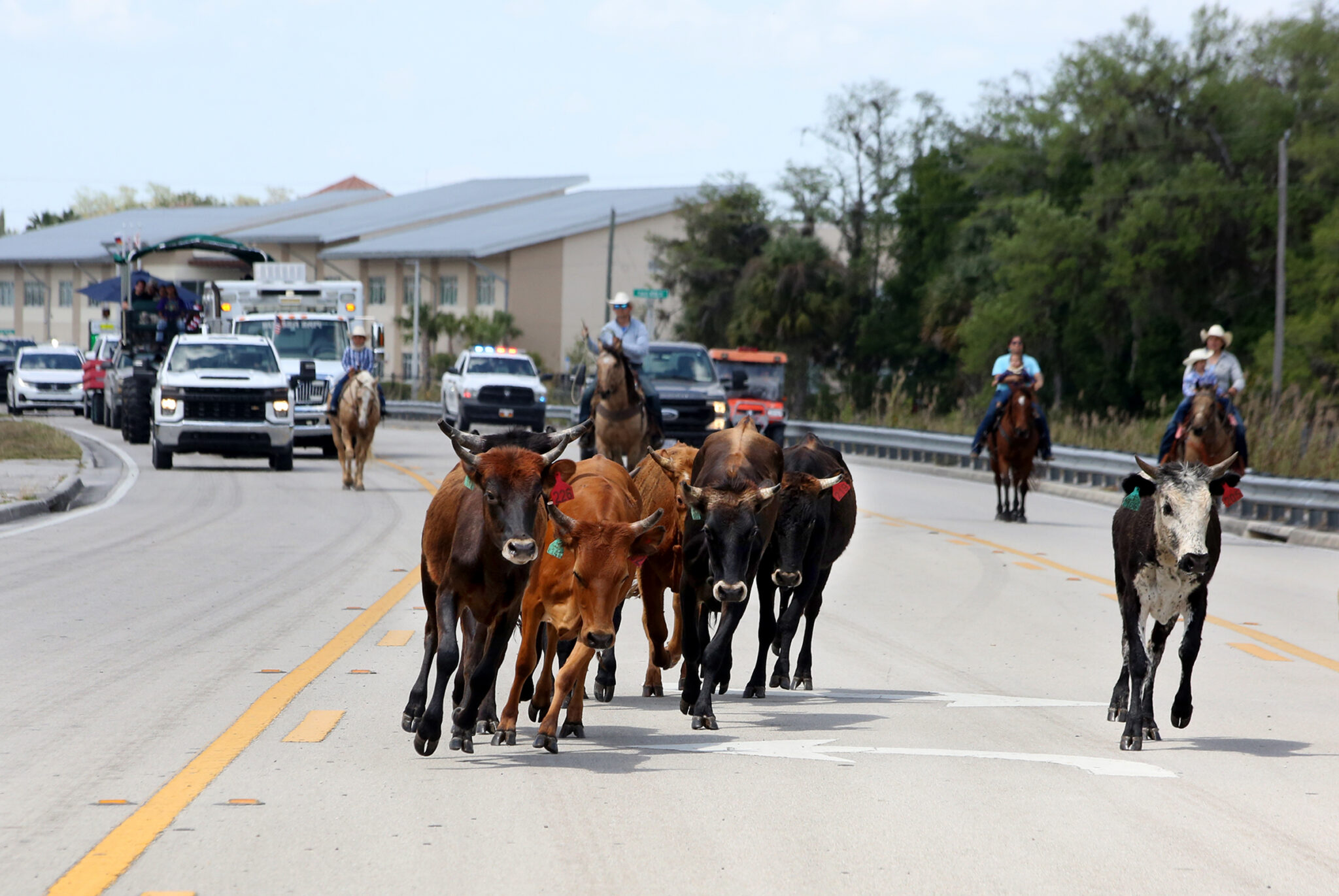 Junior Cypress Cattle Drive keeps family tradition alive • The Seminole ...