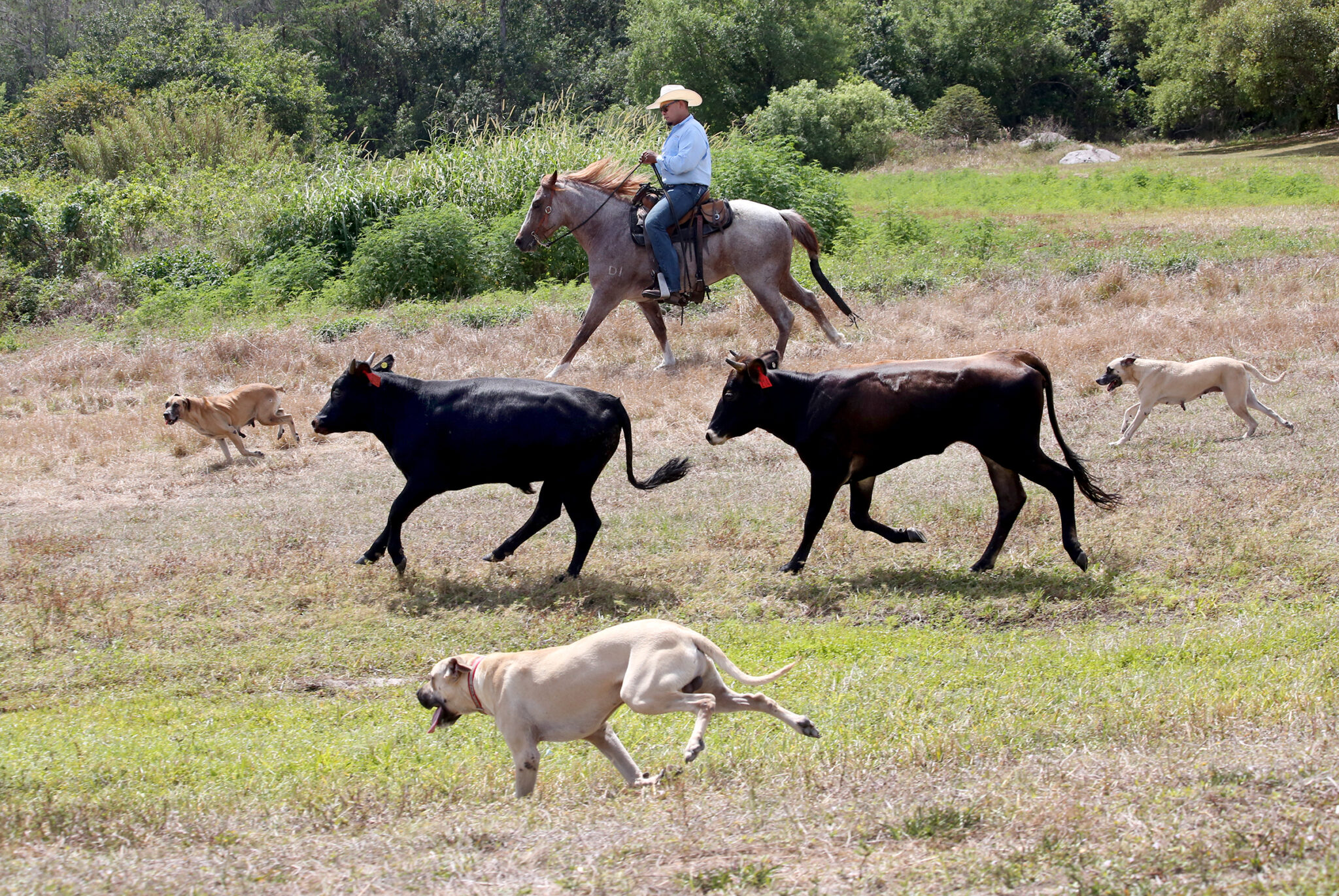 Junior Cypress Cattle Drive keeps family tradition alive • The Seminole ...
